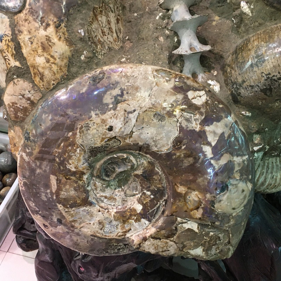550LB Enormous Natural Ammonite nautilus Disc Fossil Conch mineral ...