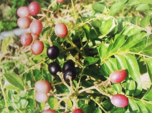 Curry Leaves seed,Organic Kari Patta,Murraya Koenigii,Meetha /Sweet ...