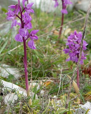 rare Orchis mascula 1 bulb NOT PLANT | eBay