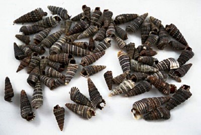 SEVEN (7) Small Screw Shells - Cerithium sulcata | eBay