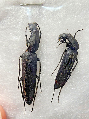 Lymexylidae 2 Beetle specimens Unknown Coleoptera species Vietnam ...