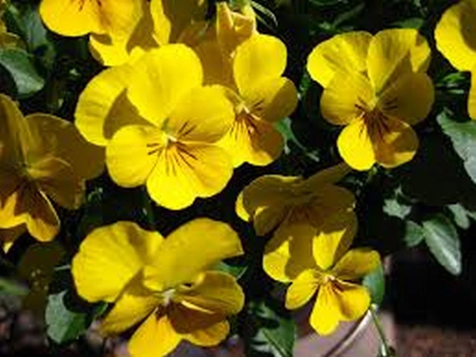 Perfection Yellow Viola Seeds