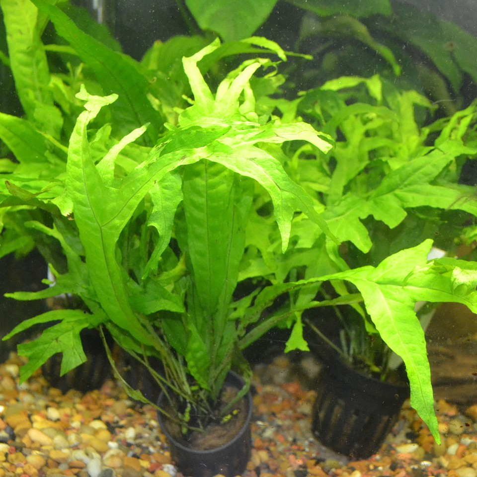 Java Fern 'Thor's Hammer' Microsorum pteropus Live Aquarium Plants ...