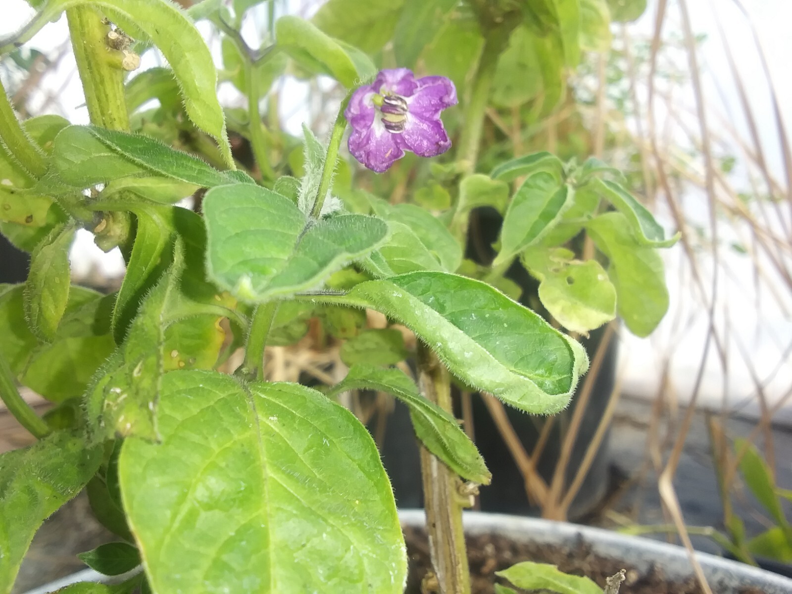 25 Seeds Green Manzano Chili Pepper, Capsicum pubescens Chile Rocoto ...