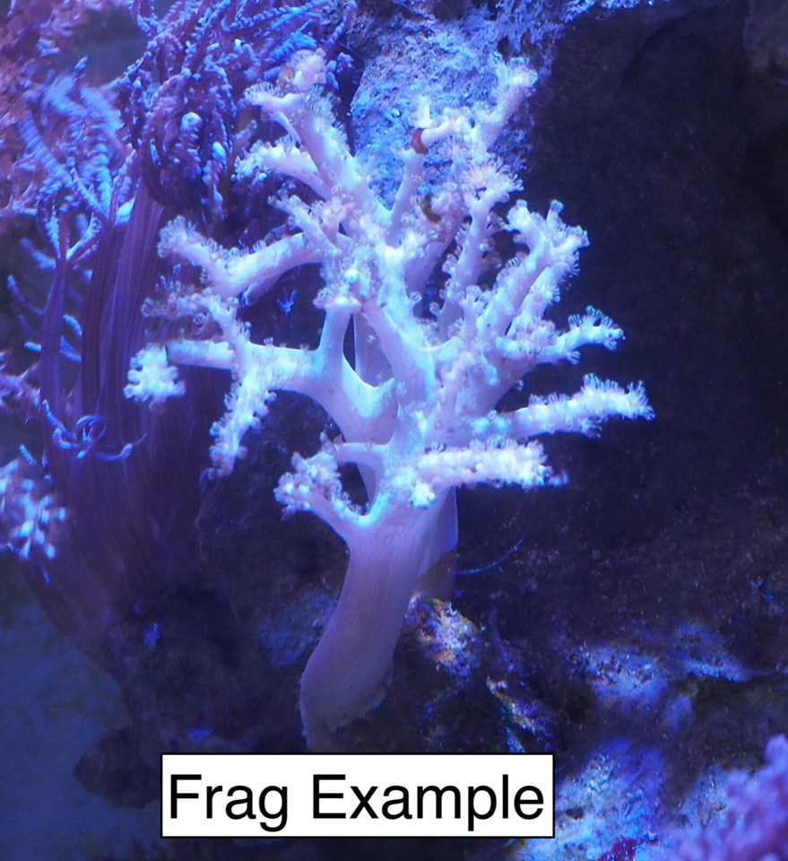 Green Sinularia Tree Frag Beginner, Live Leather Soft Coral, Marine ...