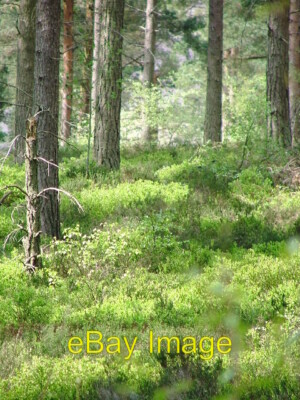 Photo 6x4 Cropton Forest Hartoft End c2005 | eBay UK