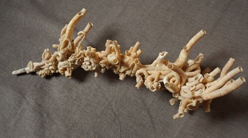 Serpulorbis roussaei 330 mm F+++ 13 inches LONG size WORM SHELL specimen WOW!! | eBay