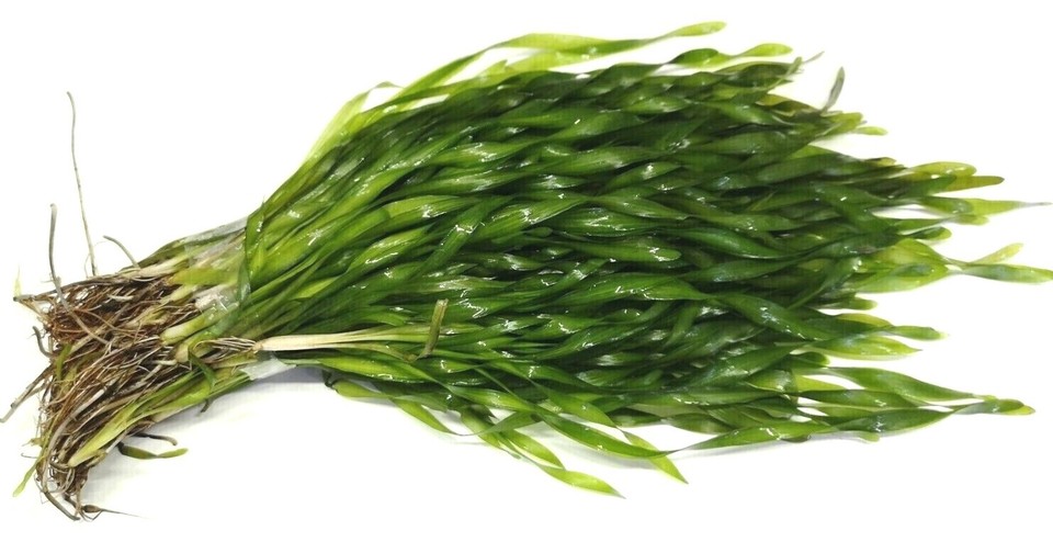 Vallisneria Asiatica Corkscrew Val Vallis Live Aquarium Aquatic Plants ...