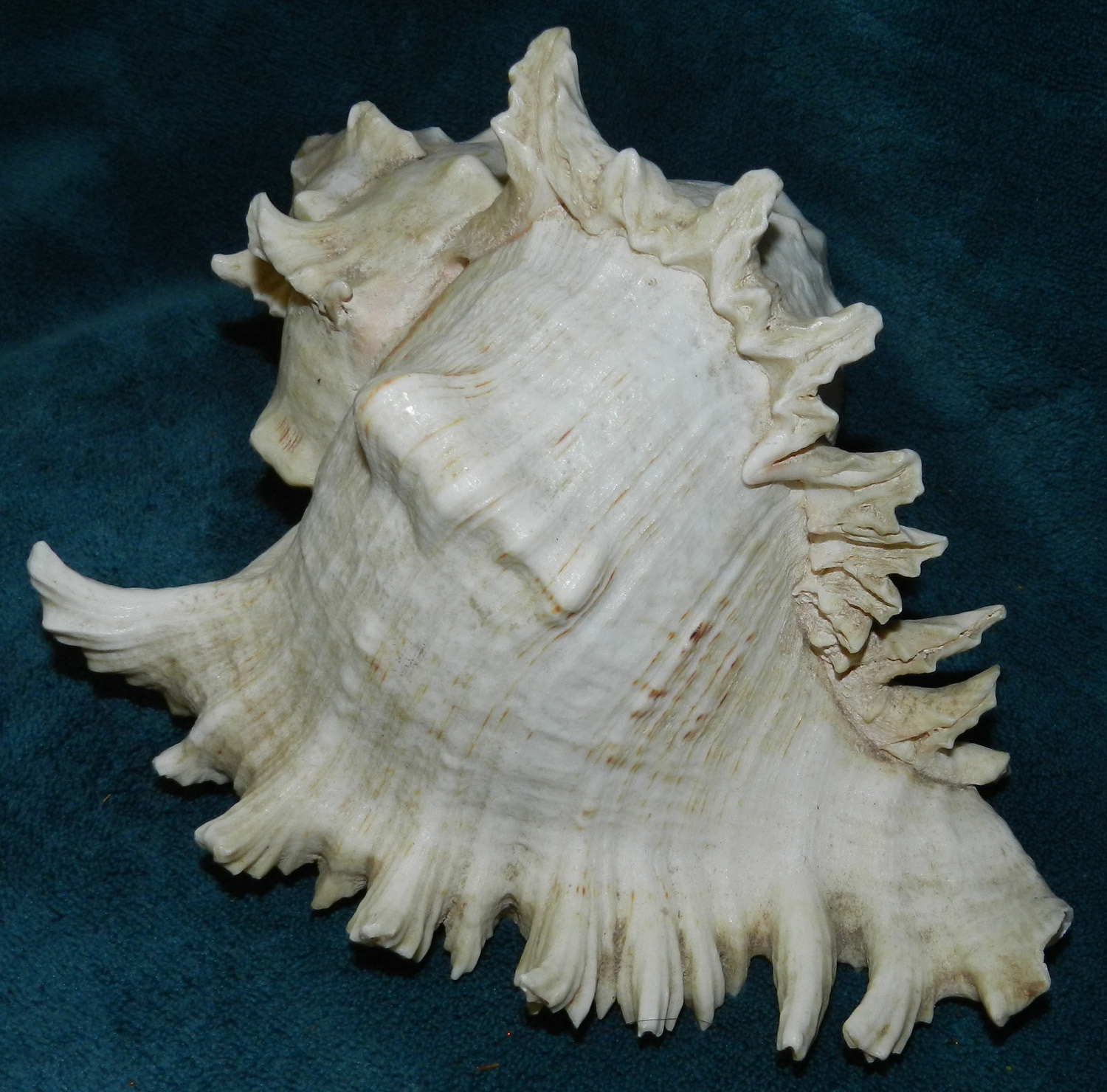GORGEOUS UNIQUE SPIKY CONCH SHELL! NAUTICAL! WOW! | eBay
