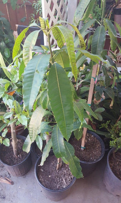 Valencia Pride Mango Tree - 2 to 3 Feet Tall, Ships in 3 Gal Pot | eBay