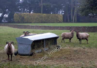 Photo 6x4 Sheep and Ha Ha Baumber These sheep (? Soay) graze in the ...