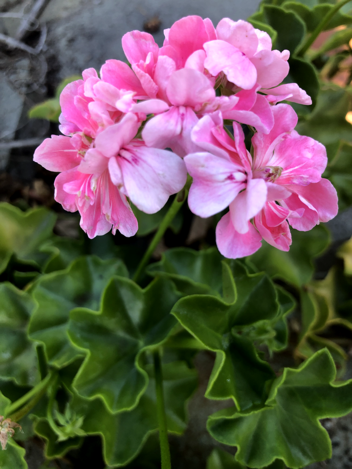 RARE UNIQUE PINK ROSETTE CLUSTERS PELARGONIUM IVY GERANIUM 6" LIVE ...