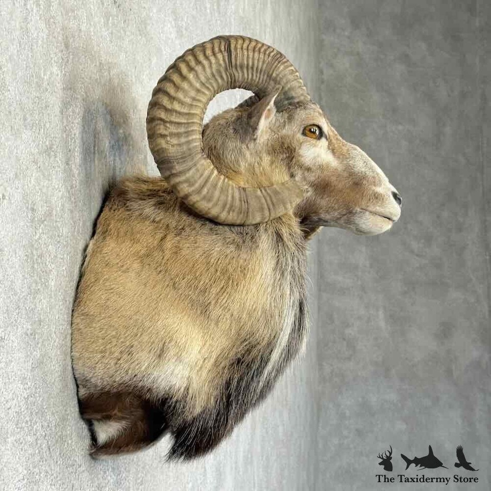 #31174 P | Mouflon Ram Taxidermy Shoulder Mount For Sale | eBay