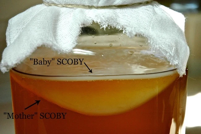 Kombucha Scoby Baby