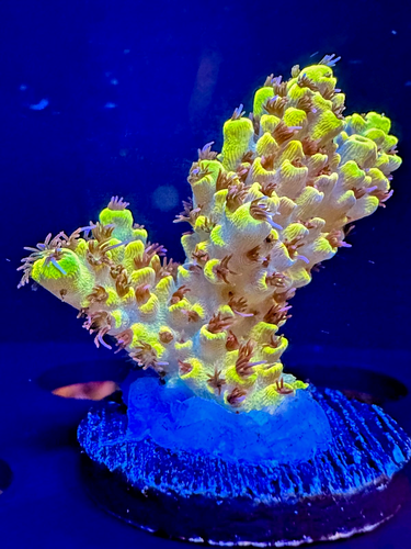 BEC RR Pink Floyd Acro Acropora WYSIWYG Reef Raft Live Coral Frag SPS ...