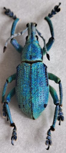 Eupholus sp , Arfak (Indonesia ) Insect ,A1 Condition | eBay