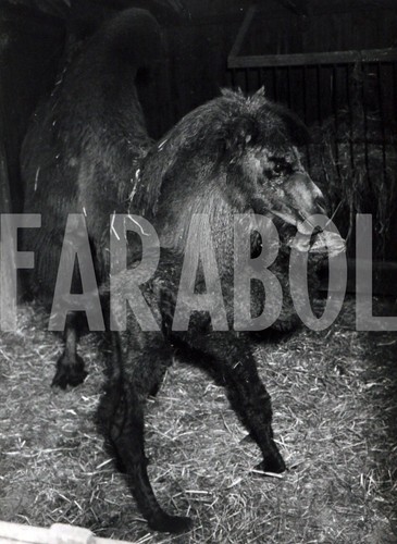 Photo de presse vintage Camel Nouveau-Né Zoo Hambourg, 1954, tirage 20 ...