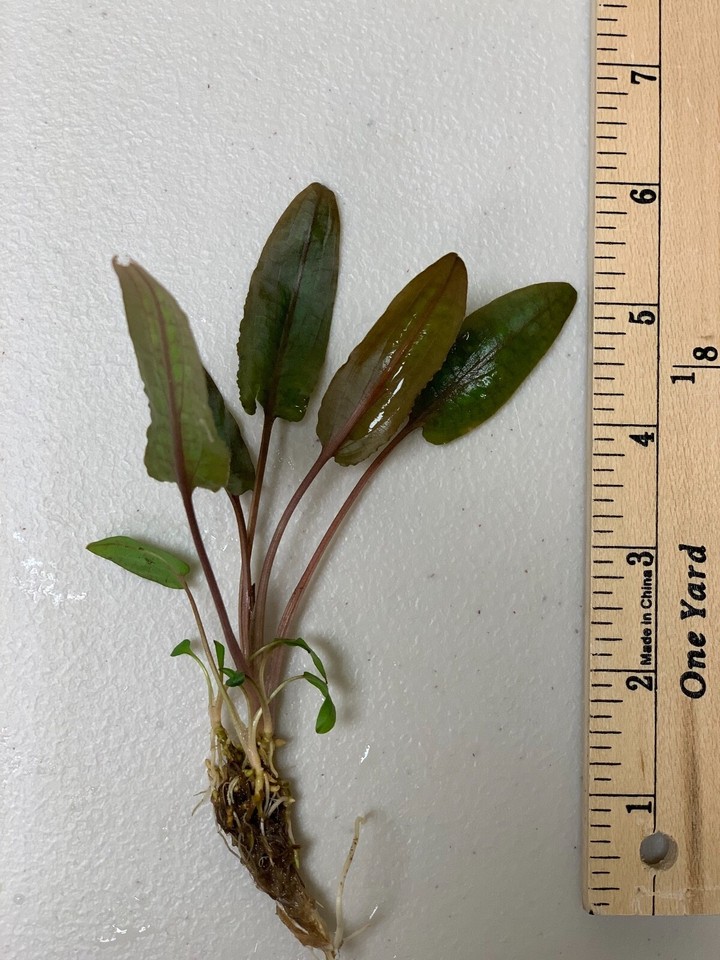 Cryptocoryne Wendtii Red Crypt Wendtii Live Aquarium Plants BUY 2 GET 1 ...