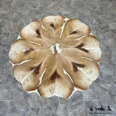 #29773 E | African Springbok Hide Taxidermy Throw For Sale | eBay