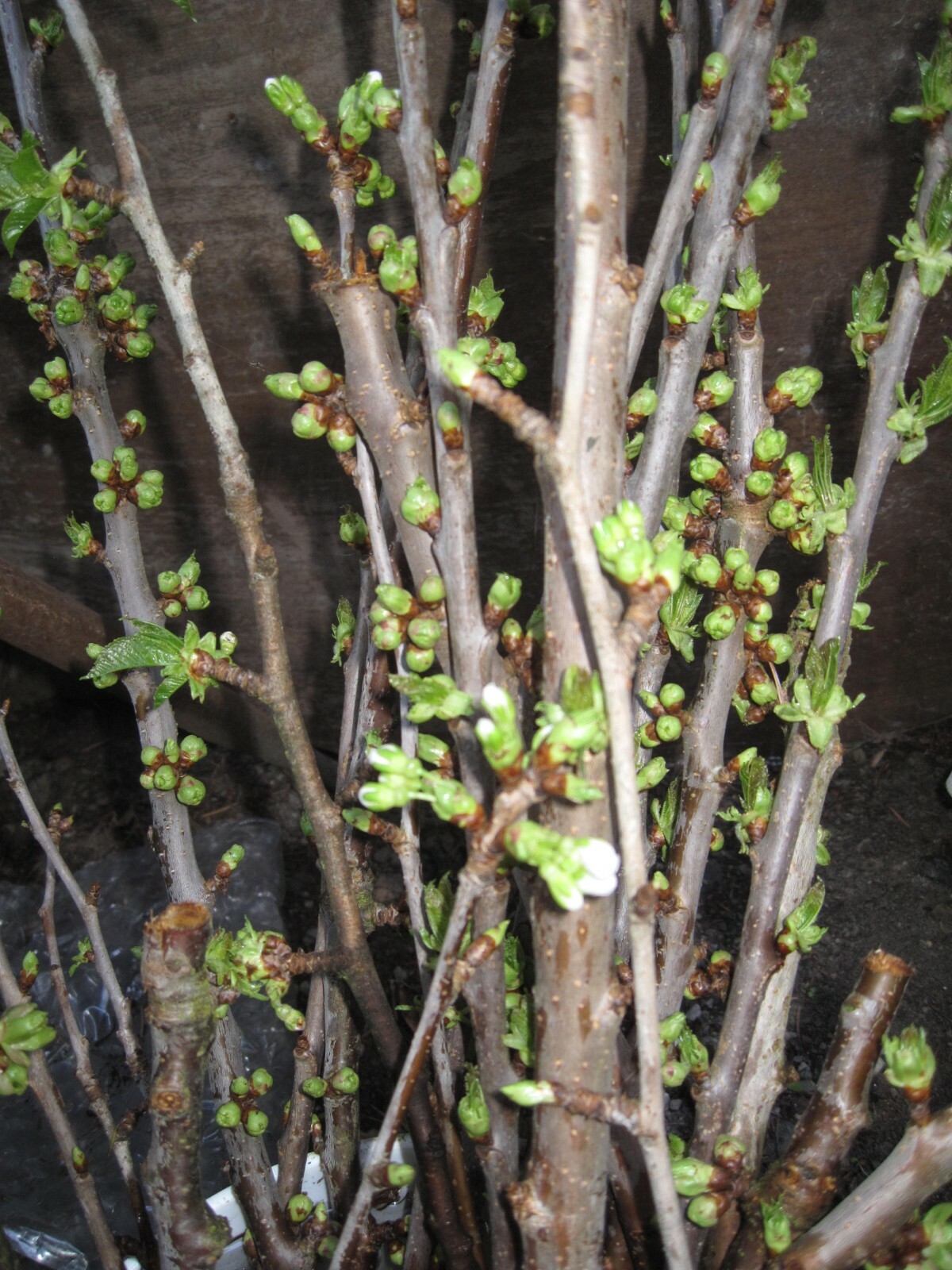 30 Stems Red Cherry Unrooted Fruit Tree Cuttings/scions | eBay
