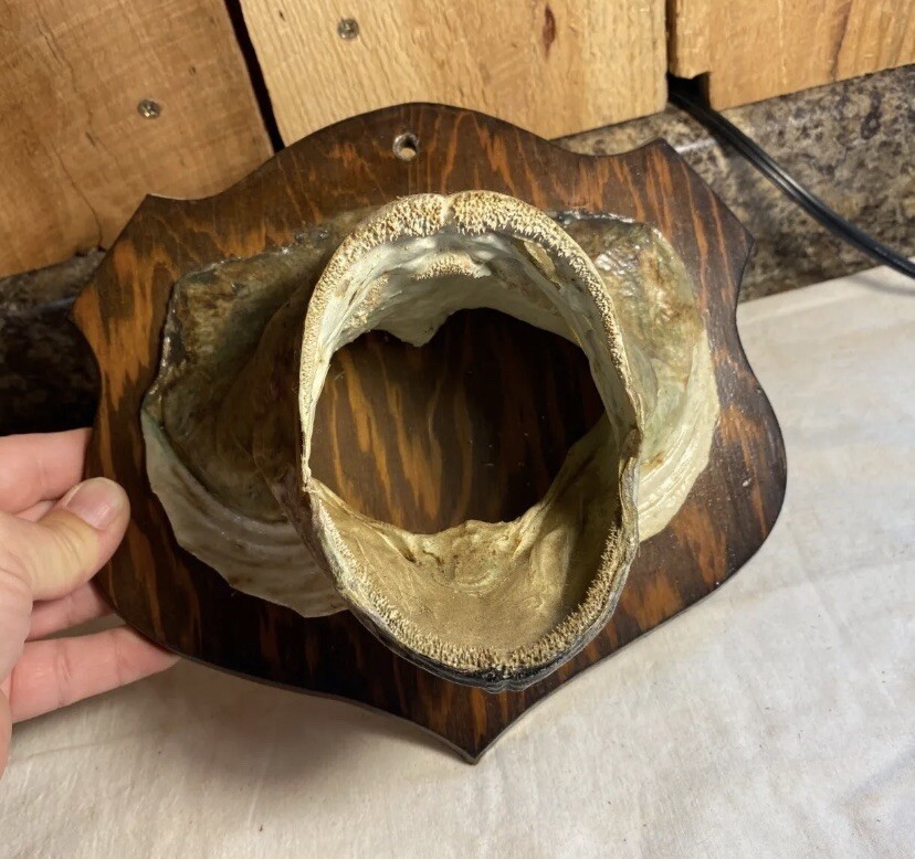 Antique Bass taxidermy fish Head mount - Ugly Taxidermy Oddities Weird | eBay