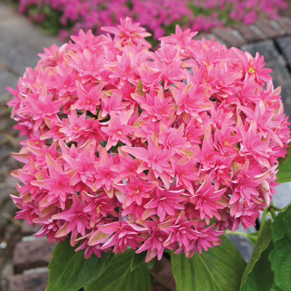 Hydrangea Hardy Shrub Garden Plant 'Princess Diana' Various Pot Sizes T ...
