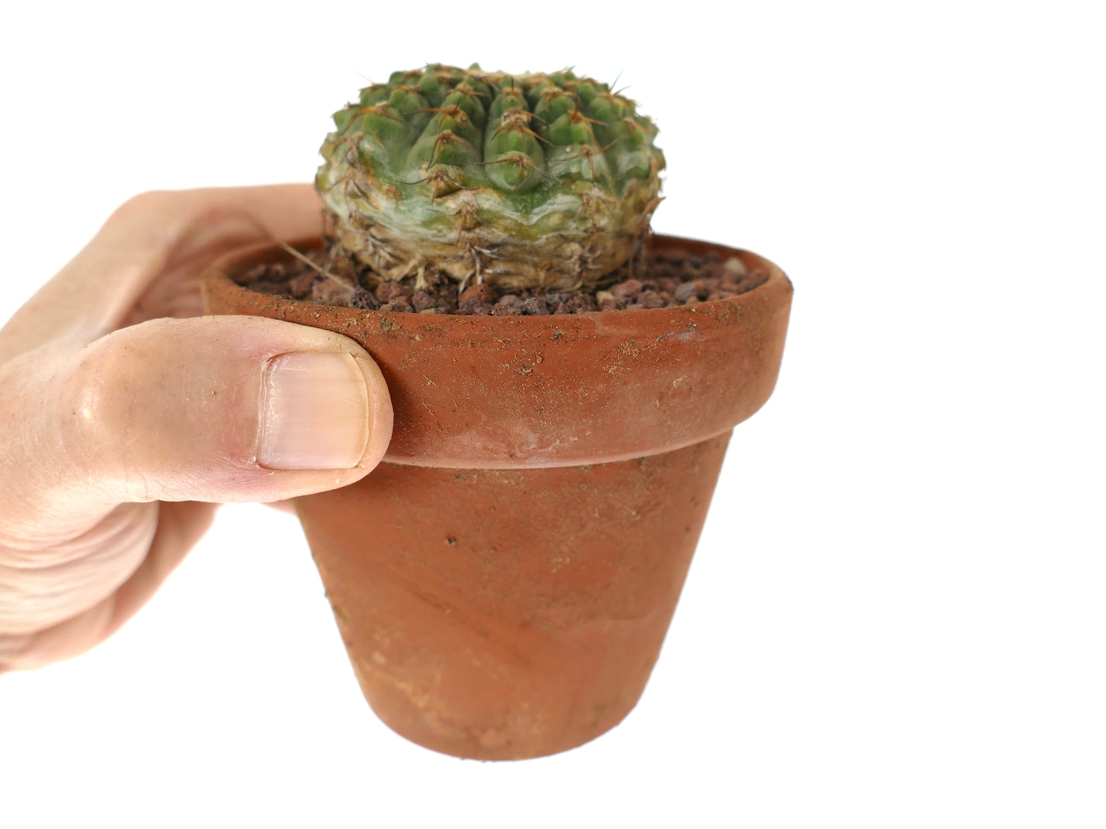 Gymnocalycium vatteri KIKKO form 3H3 - - | eBay