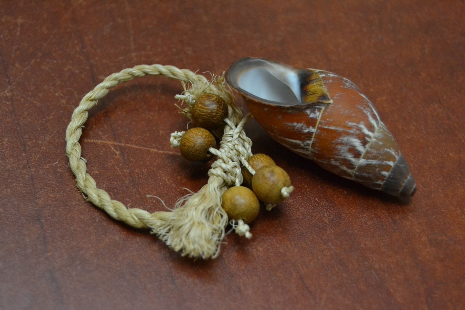 BROWN CONCH SEA SHELL HANGER DOOR KNOB BEACH DECOR #T-1878 | eBay