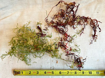 Organic Dried Club Moss Green / Red for craft projects miniature ...