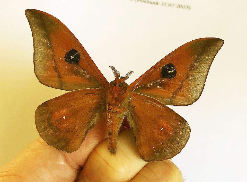 Saturniidae LEUCANELLA JANEIRA ***** 4 males***** Brazil( papered,not ...