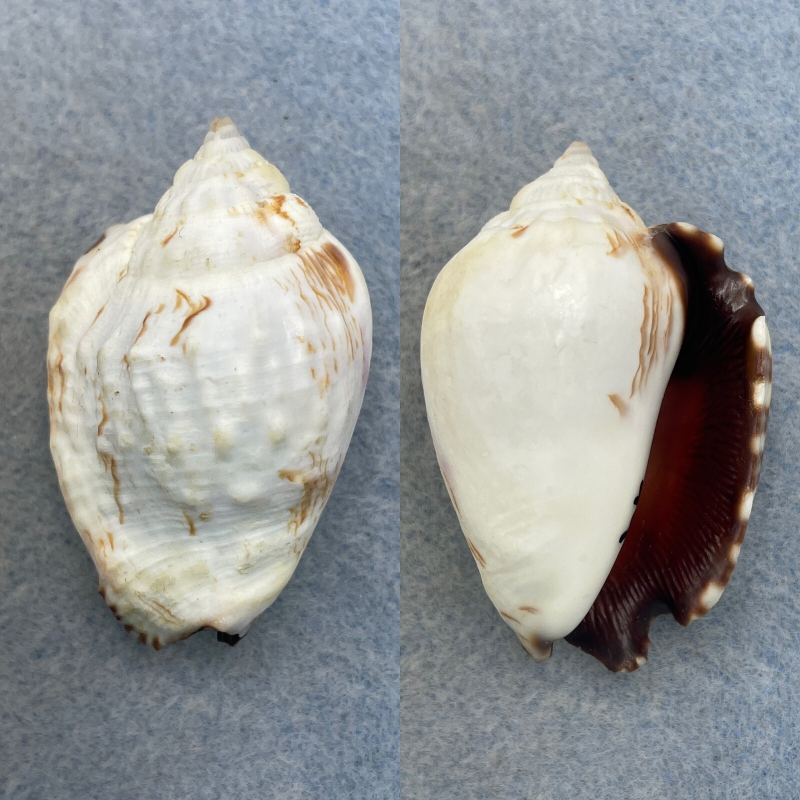 #1 Strombus (Lentigo) pipus 45.2mm F+ Zamboanga, Philippines 25' On ...