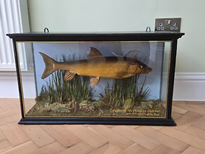 Victorian Antique Taxidermy cased fish BARBEL 1877 j.cooper (genus ...