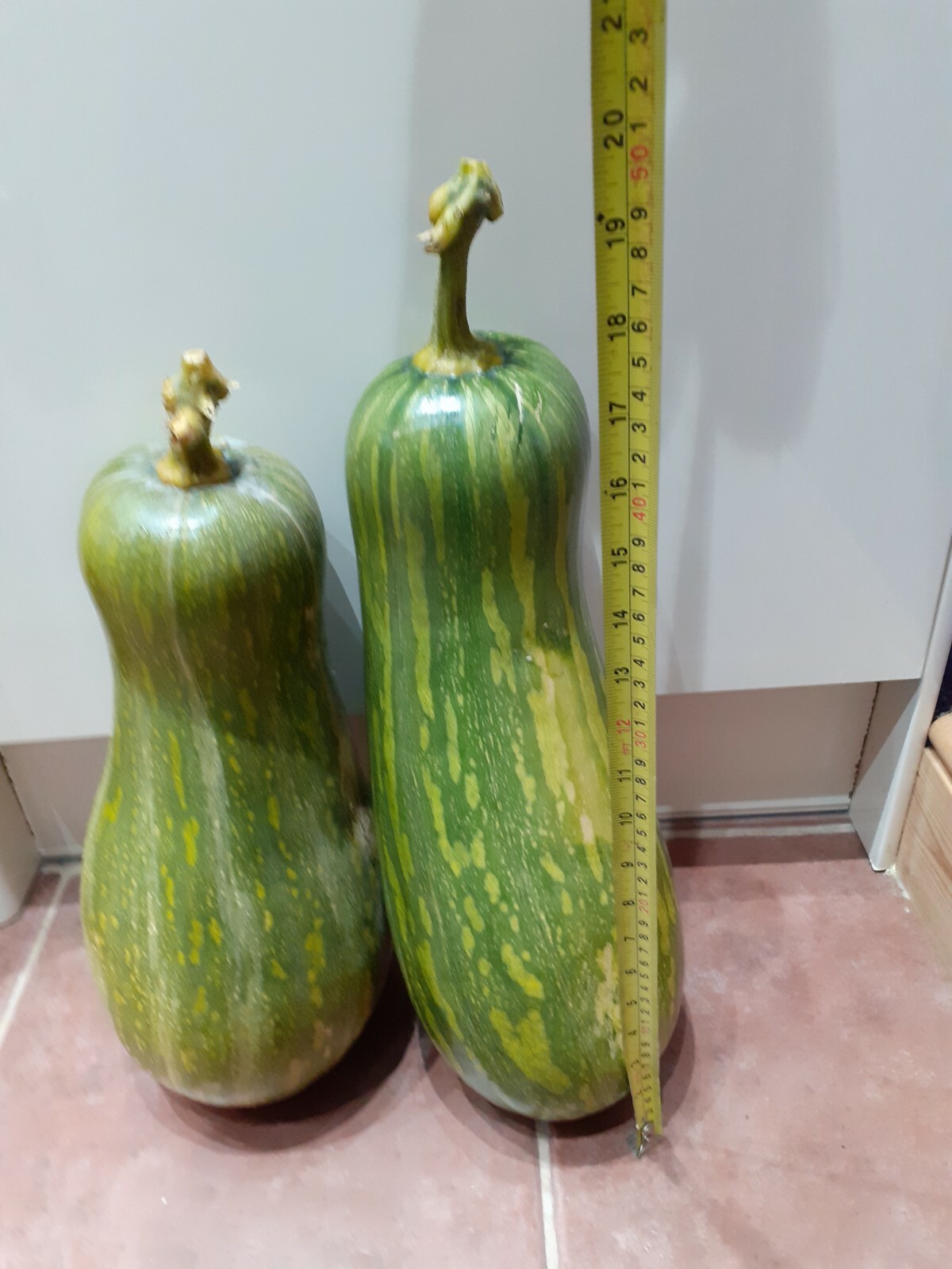 Lunga Invernale Di Napoli 5 SEEDS- BUY 2 GET 1 FREE Long Italian ...