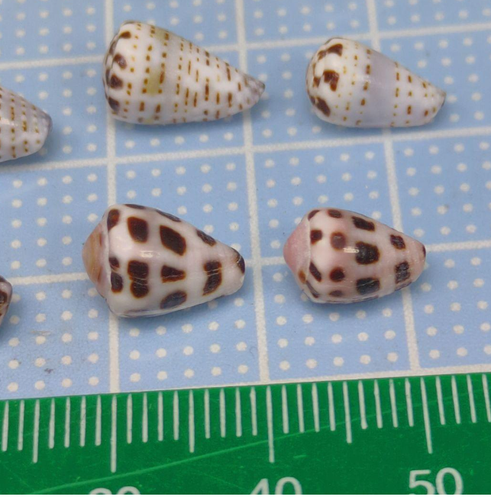 Hebrew cones & cone shells Art Craft Shells of Okinawa 222 0108 | eBay