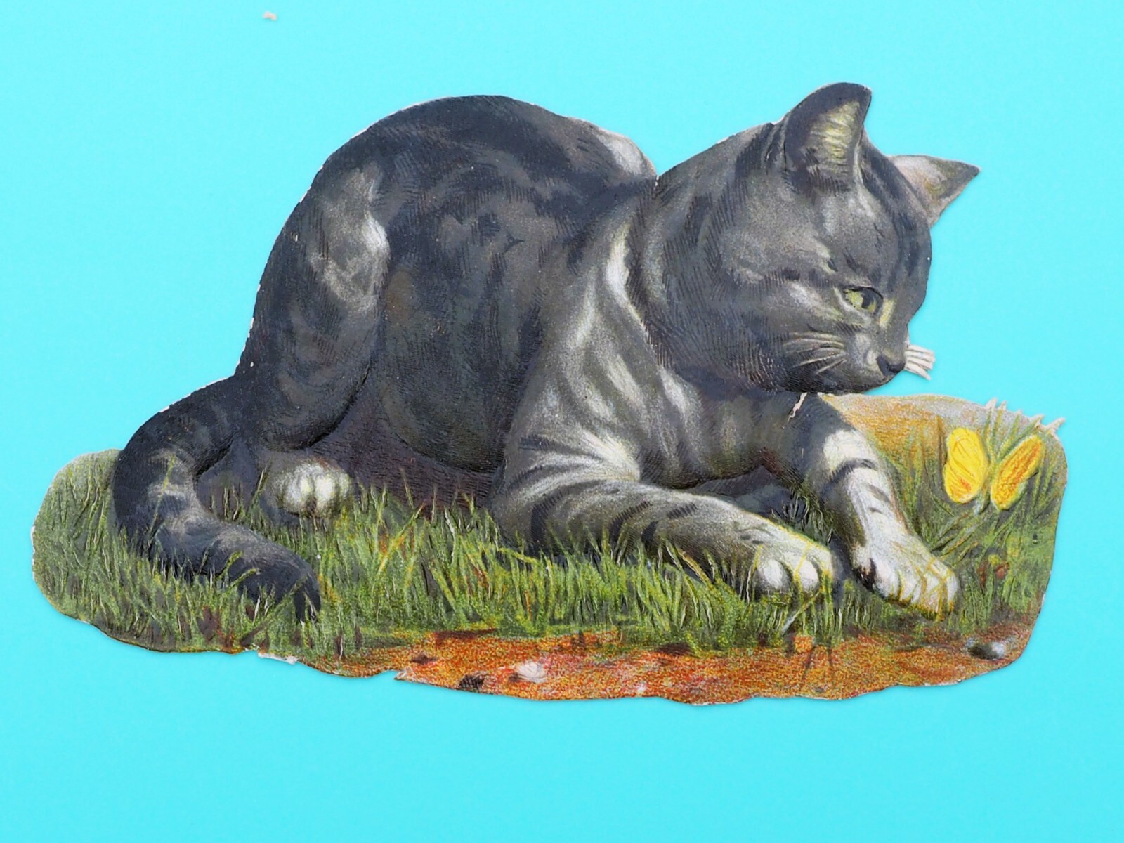 Black And White Striped Tabby Cat