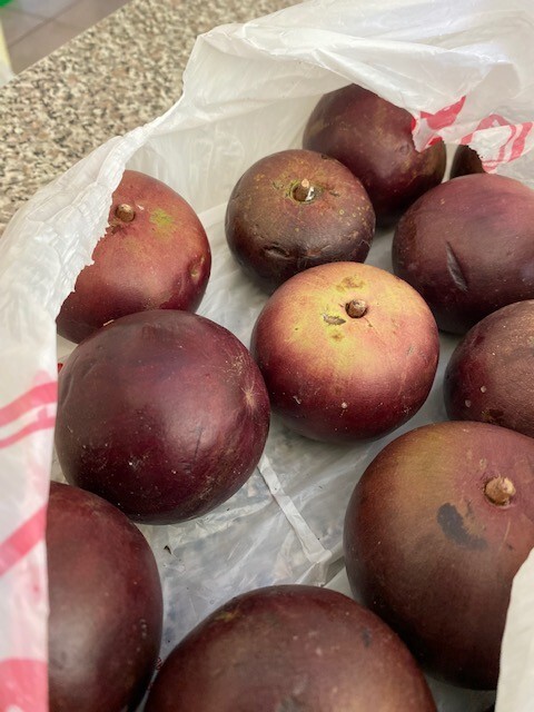 5$ DISCOUNTED PRICE PURPLE STAR APPLE SEEDLING 12"TALL (CHRYSOPHYLLUM ...