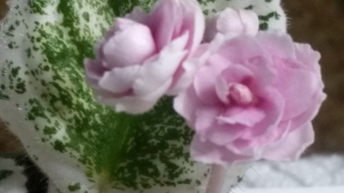 Watermelon Snow African Violet Starter Plant | eBay