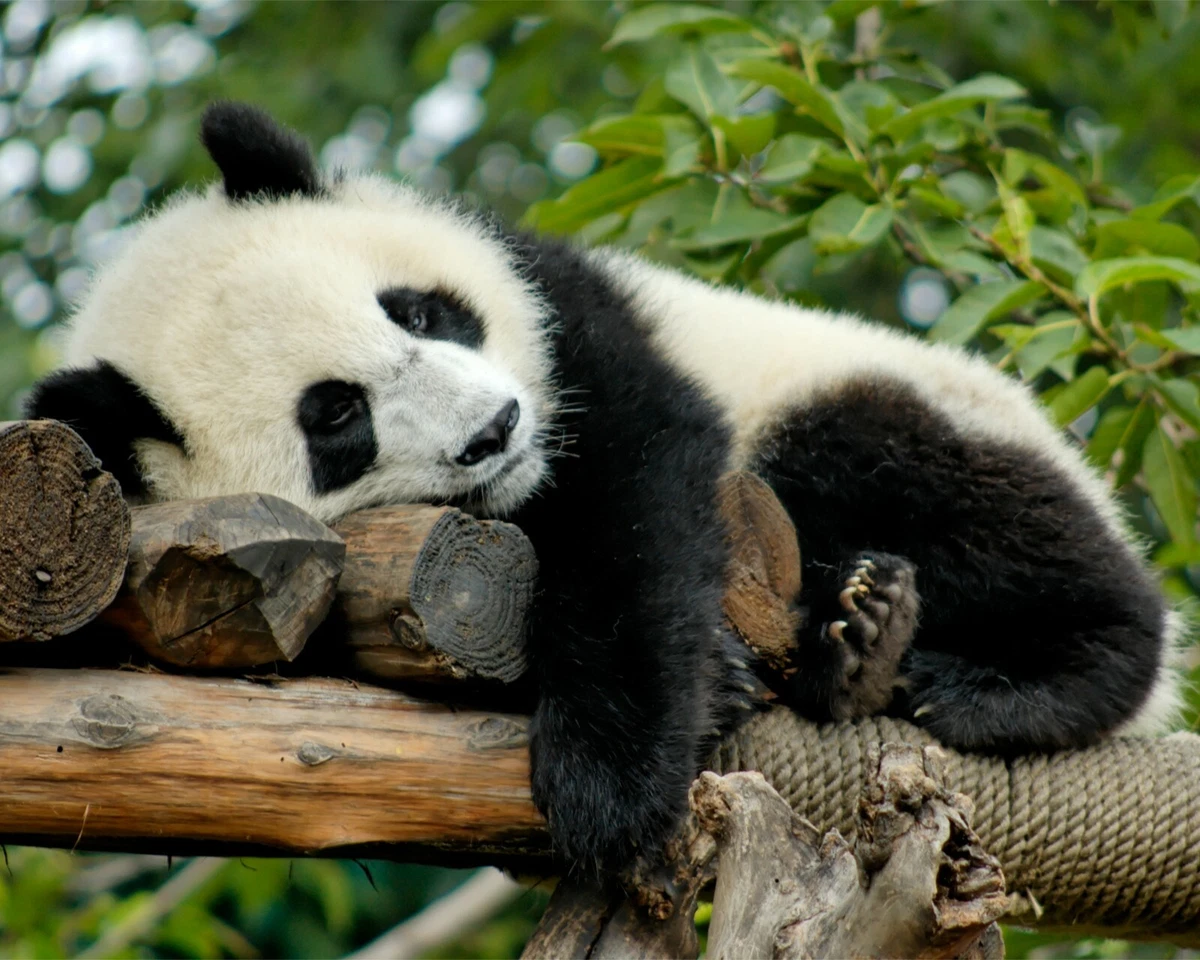 Lazy Panda Wallpaper