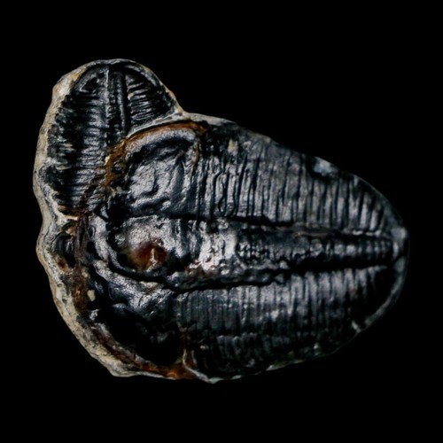 1.6" Elrathia Kingi Trilobite Fossil Utah Cambrian Age 521 Million ...
