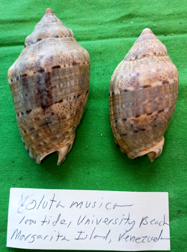 Voluta musica #M0942 Venezuela 61/72mm | eBay