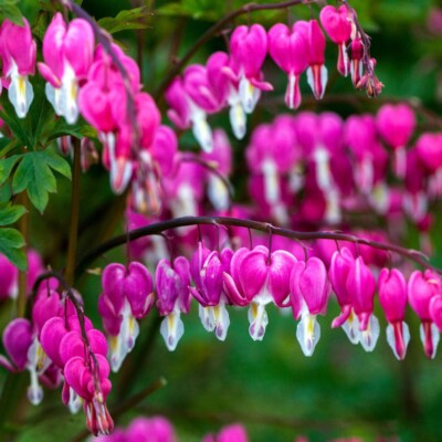 1 DICENTRA SPECTABILIS (BLEEDING HEART) PINK BARE ROOT PERENNIAL SUMMER ...