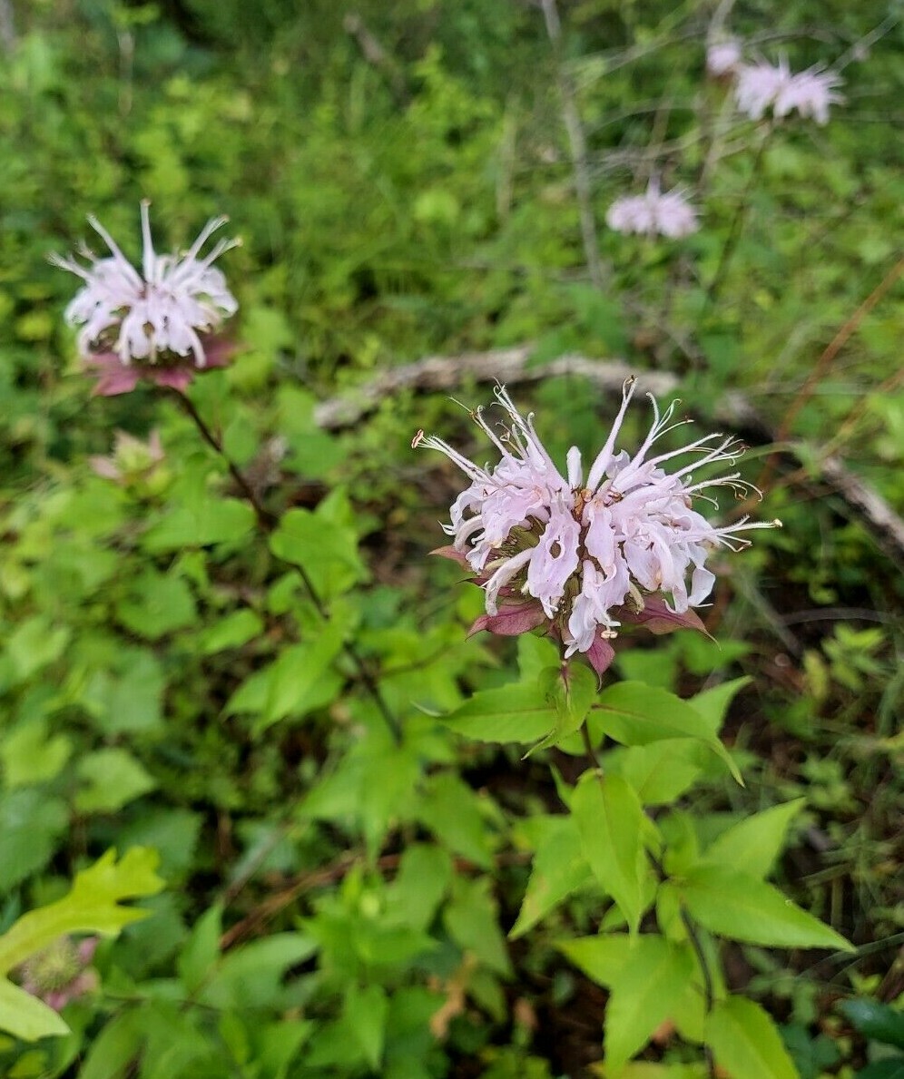 Horsemint Seeds