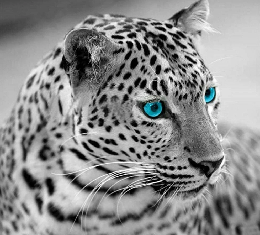 White Cheetah Blue Eyes