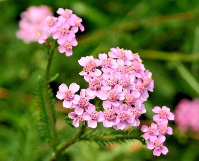 COLORADO YARROW Seeds *FREE Shipping!* Achillea Millefolium Pink Yarrow ...