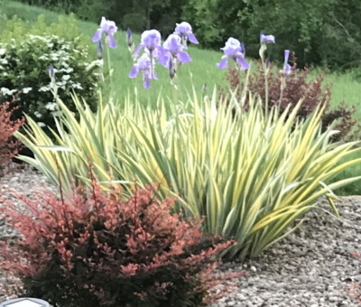 Zebra Iris Variegated purple flower Minimum Of 3 loose bulbs SHIPS May ...