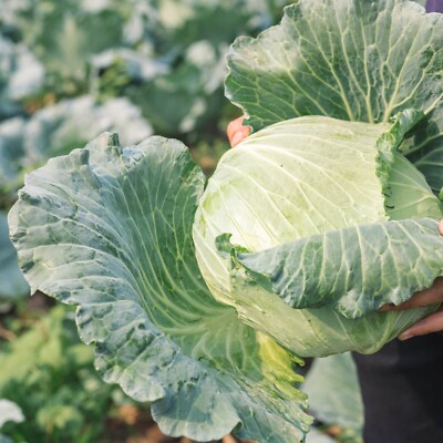 Vegetable Plants - Cabbage 'Spring Durham Early' - 6 x Plug Plant Pack ...