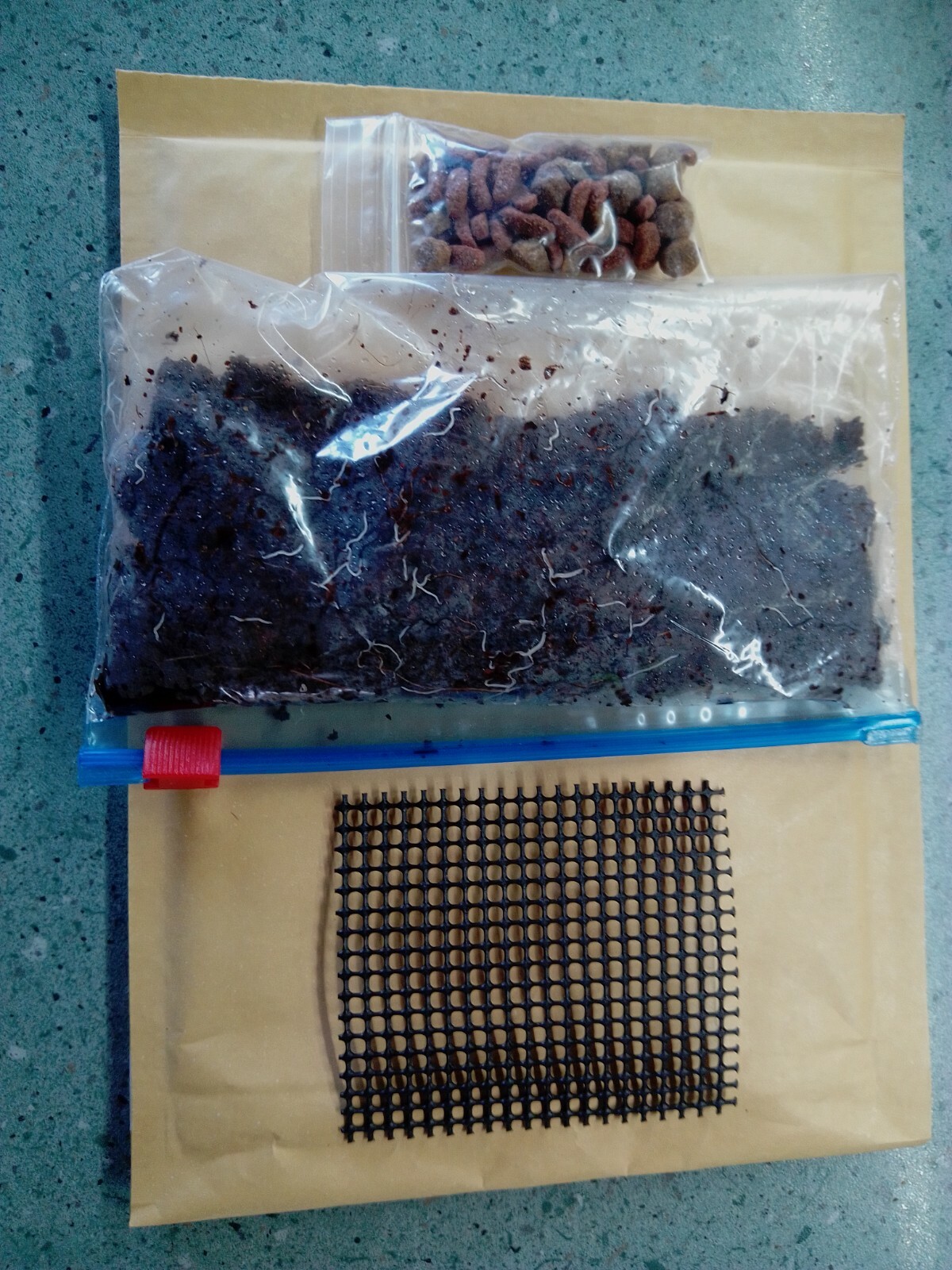 Grindal worms (Enchytraeus buchholzi) as a food for fish >> killi.co.uk