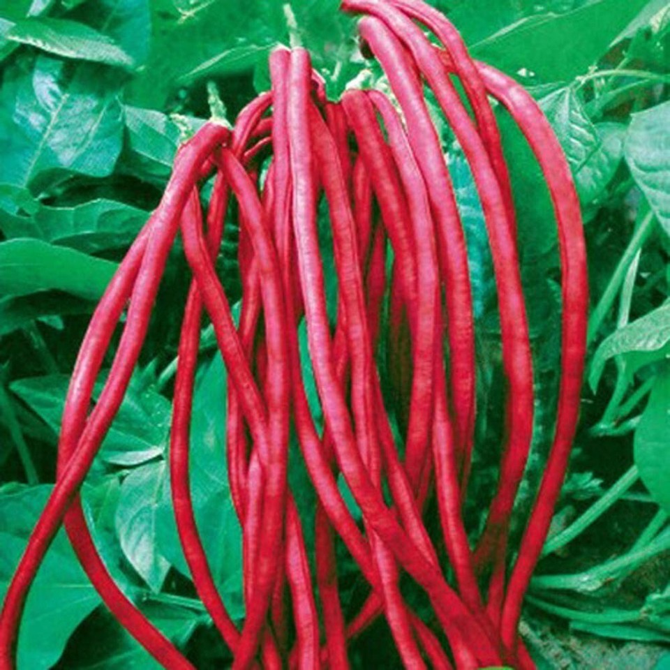 Genuine Bangladeshi Red Yard Long Bean Lubi Uri, Borboti, Red Snake ...