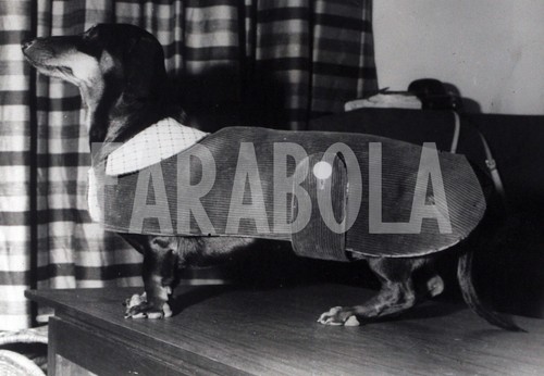 Photo de presse vintage Animaux Teckel Avec Robe Promenade 1966 tirage ...