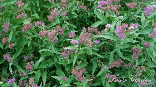 camphorweed, salt-marsh fleabane (Pluchea odorata)—~500 seeds ($3.50 ...